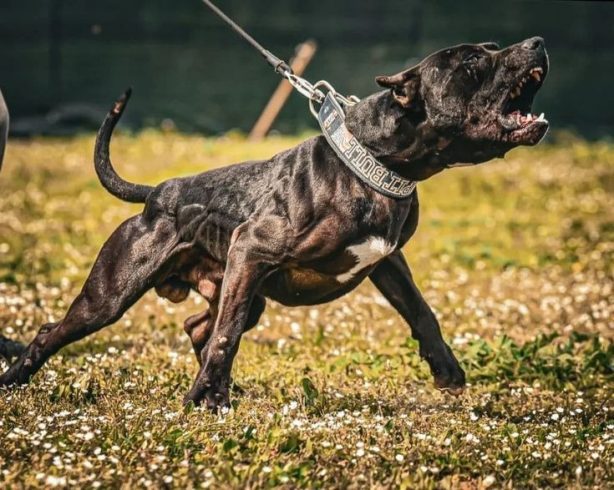 Top 5 Most Dangerous Dog Breeds In the World - The latest international ...